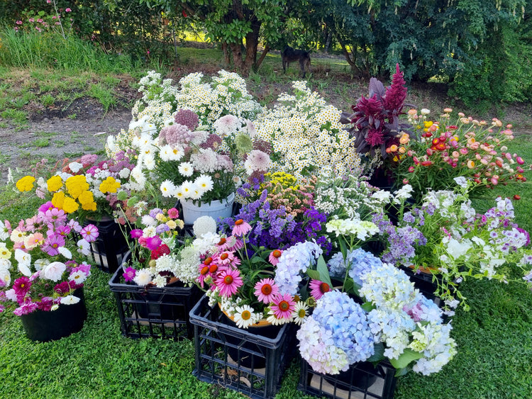 Wholesale Flowers – Hillview Flowers
