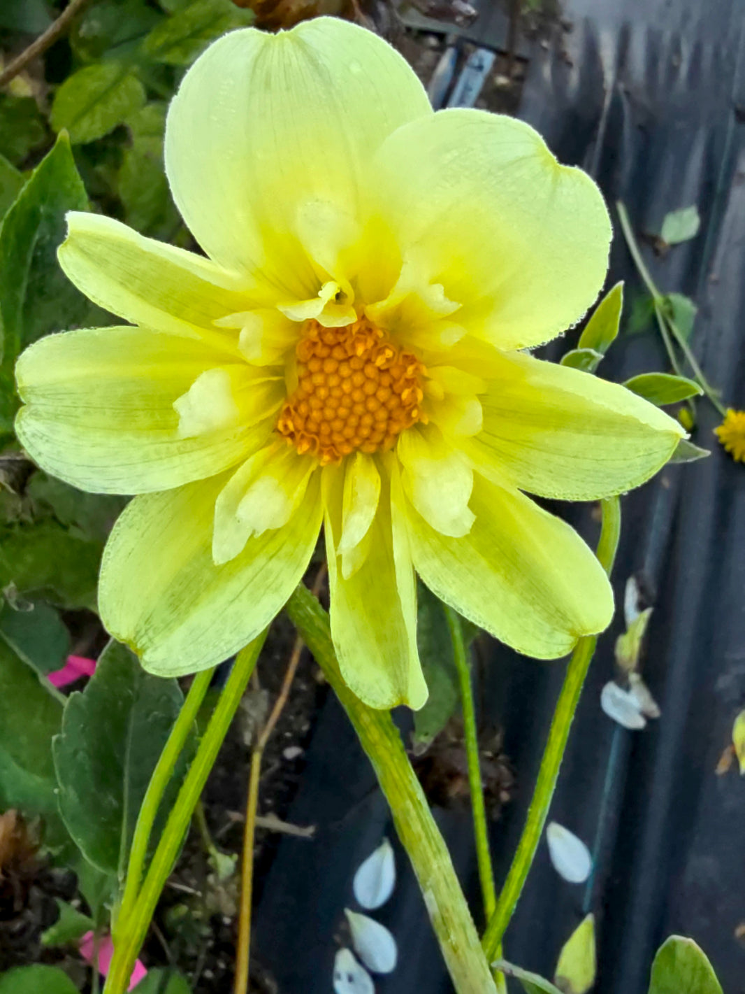All Varieties – Hillview Flowers