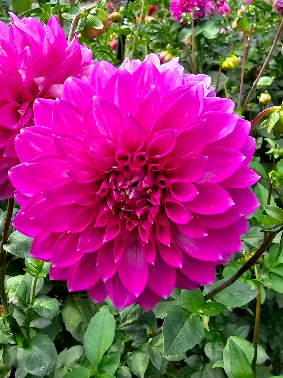 Buy Dahlia Tubers Online | 400+ Varieties | Hillview Flowers