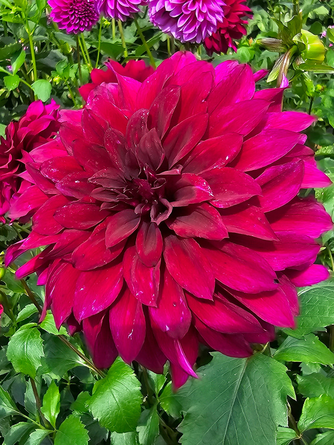 Buy Dahlia Tubers Online | 400+ Varieties | Hillview Flowers
