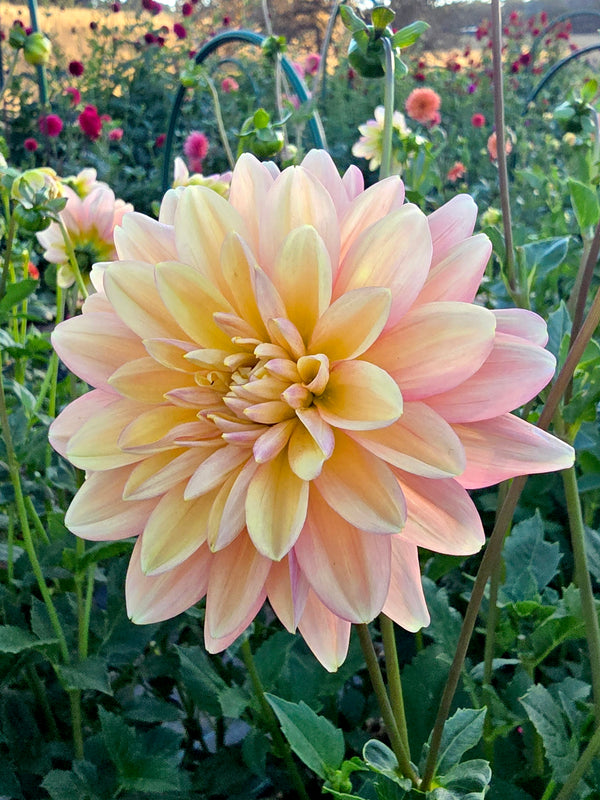 Cliff's Salmon – Hillview Flowers