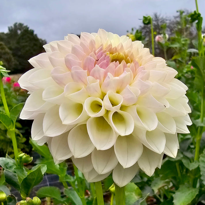 Formby Pearl – Hillview Flowers