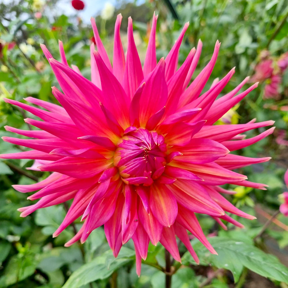 Persian Monarch – Hillview Flowers