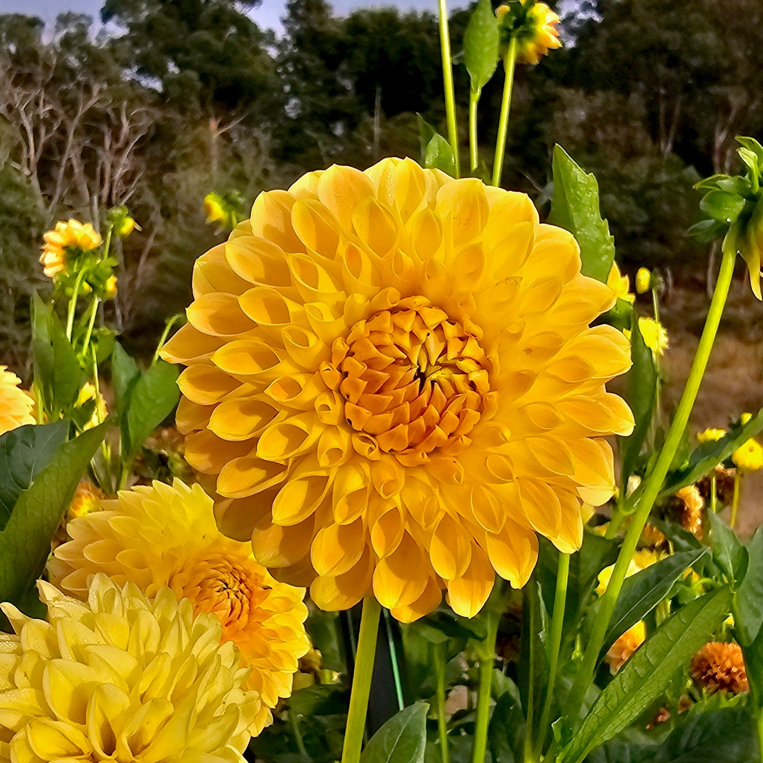 Rokewood Dawn – Hillview Flowers