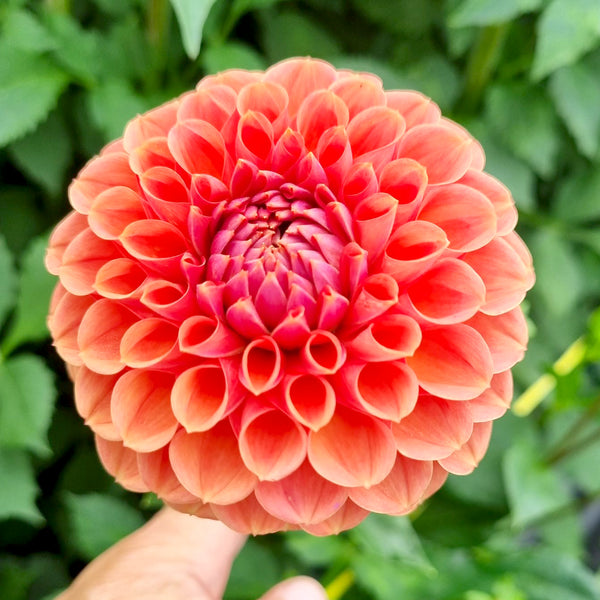 Sheila – Hillview Flowers