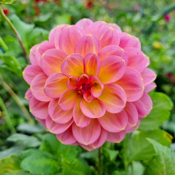 Sunny Rose – Hillview Flowers